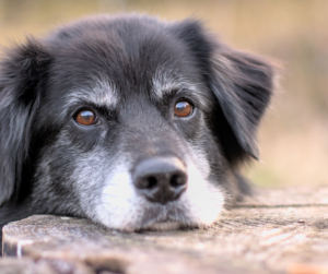 Understanding Lumps & Bumps: What Pet Owners Should Know - Narre Warren ...